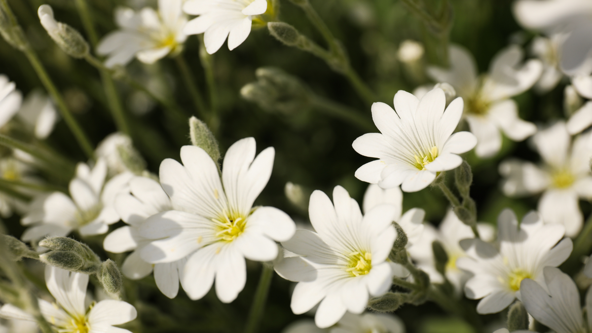 Benefits of Meadowfoam in your Skincare – Blue Water Beauty